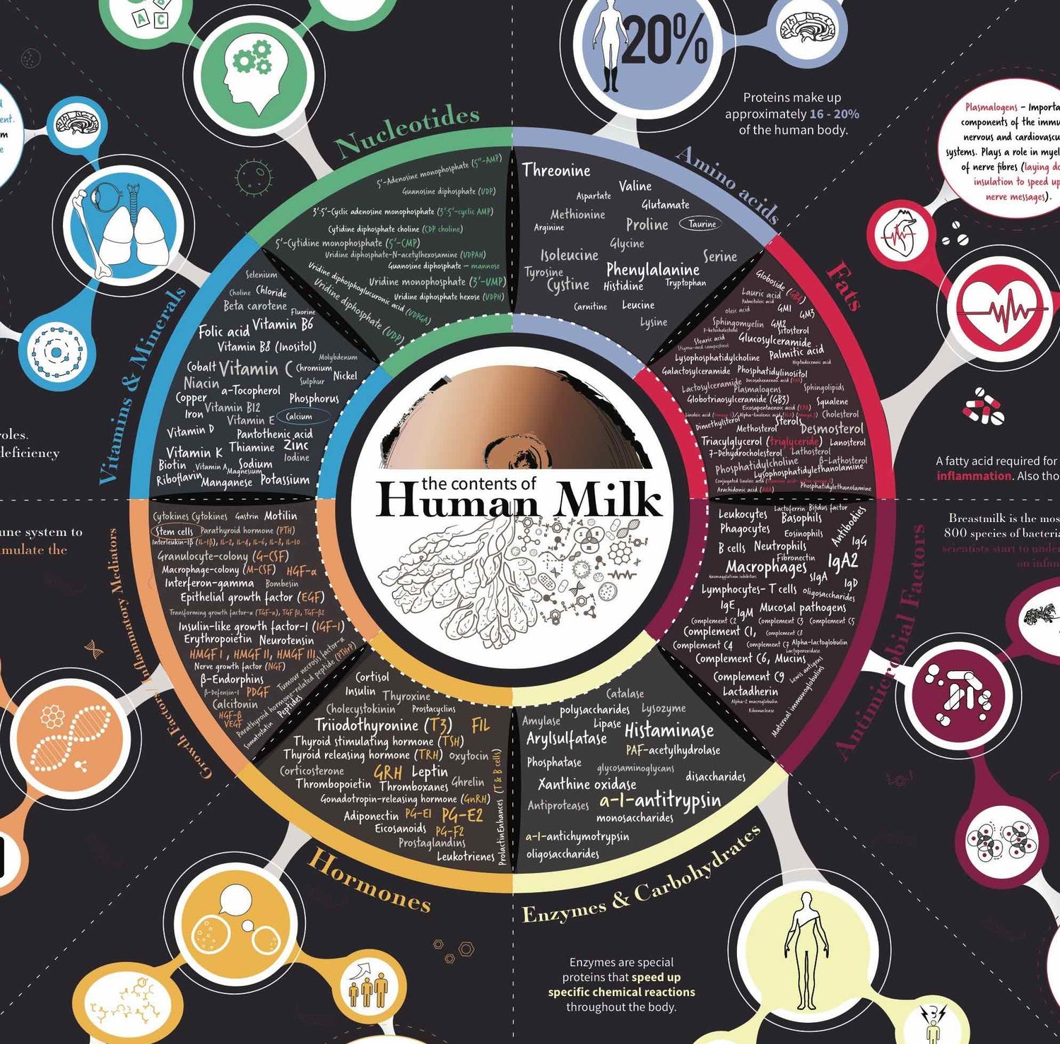 Breastfeeding; The lasting health of our species and planet. – Human Milk