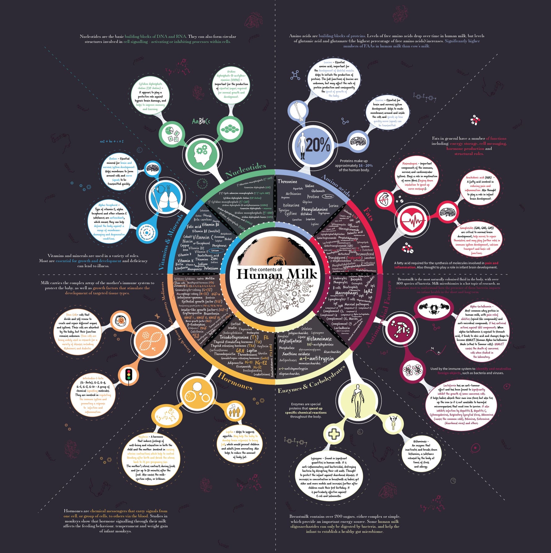 What's in breastmilk? – Human Milk